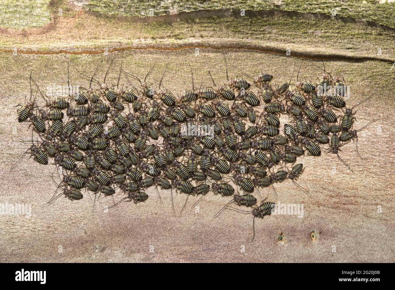 Common Barklouse colony (Cerastipsocus venosus) gathered on a Crepe ...