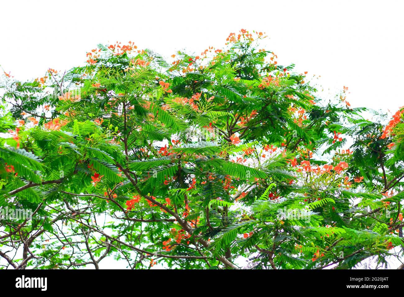 Royal Poinciana(Flamboyant flowers) tree and flame tree or peacock ...