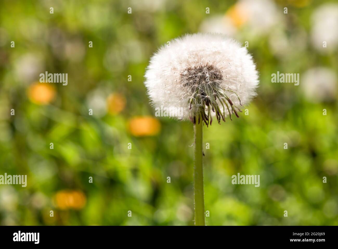White fluffy dandelion in spring or summer on a green alpine meadow ...