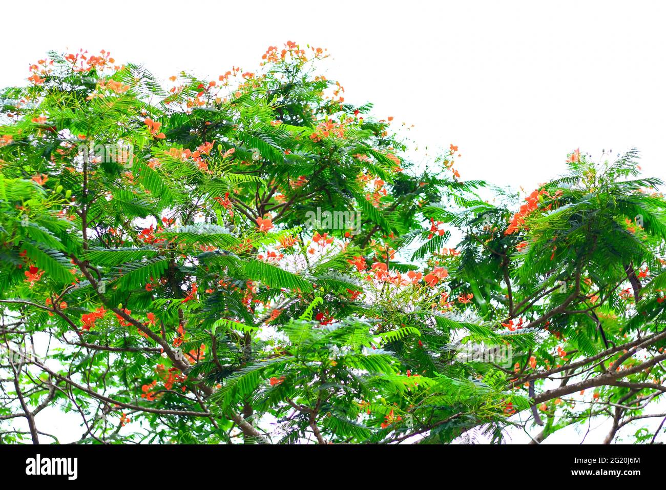 Royal Poinciana(Flamboyant flowers) tree and flame tree or peacock ...