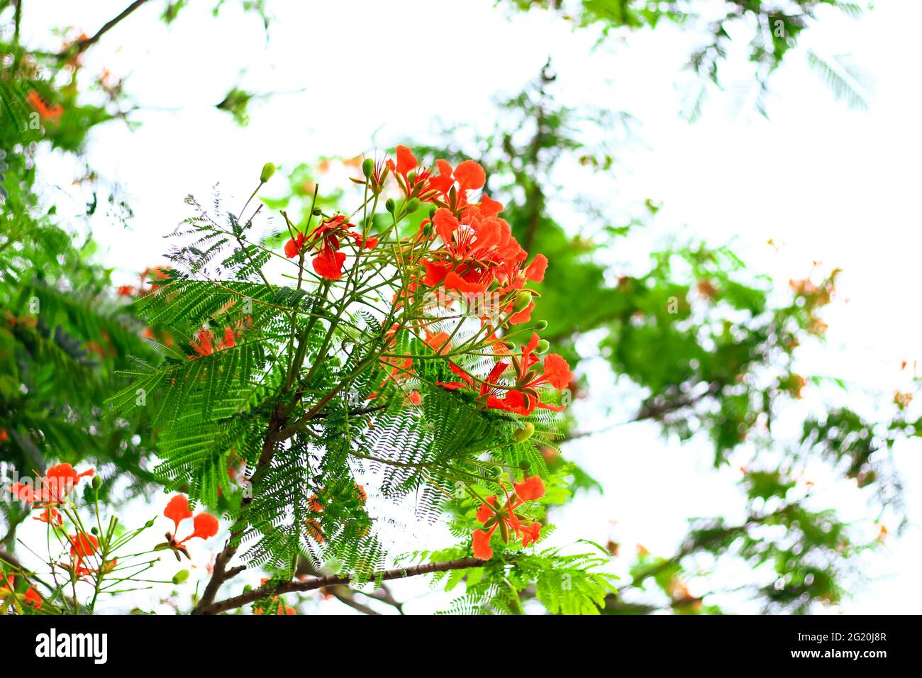Royal Poinciana(Flamboyant flowers) tree and flame tree or peacock ...