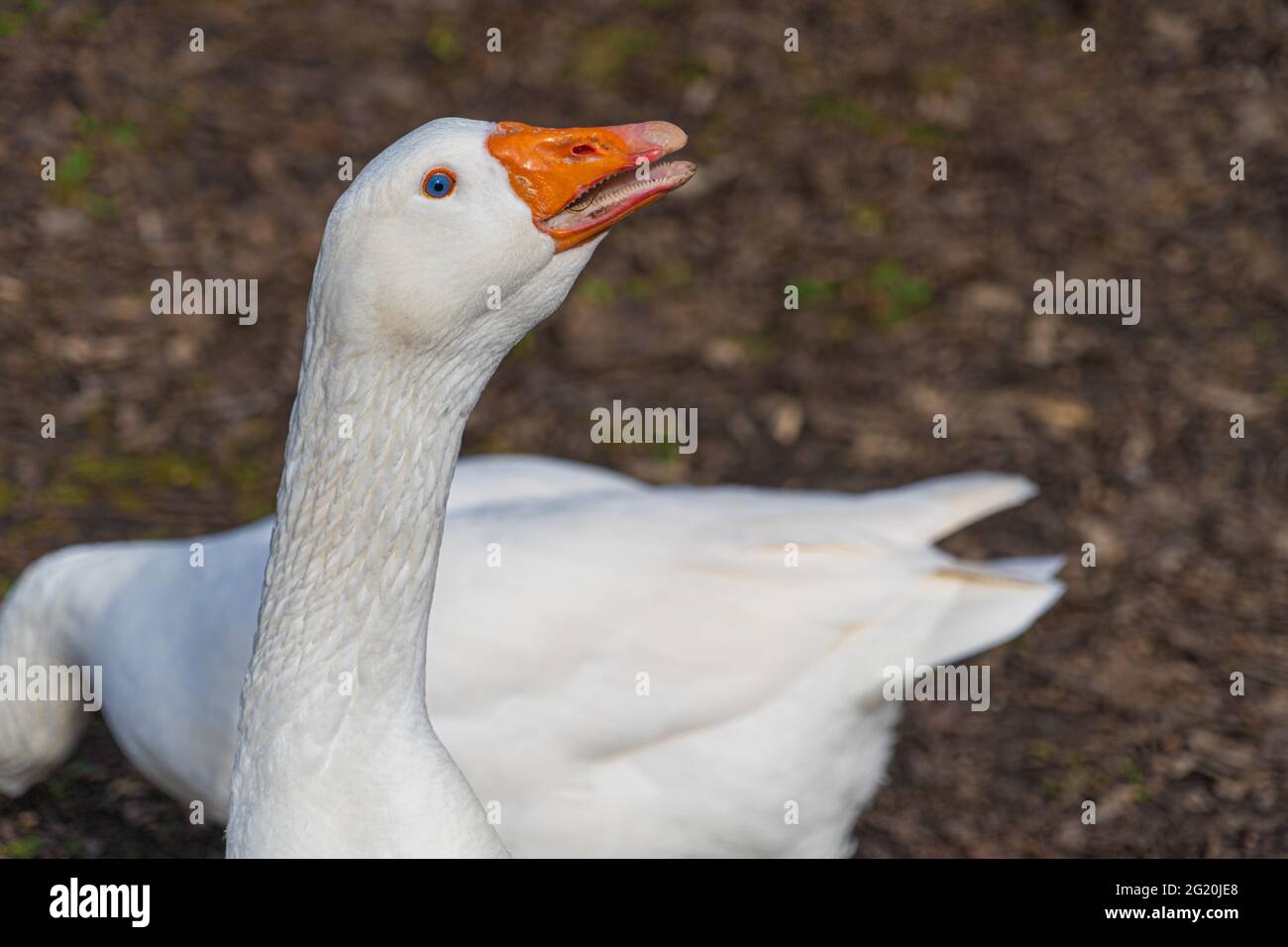 Close up low level view of Embden Emden Geese. Single portrait shot of ...