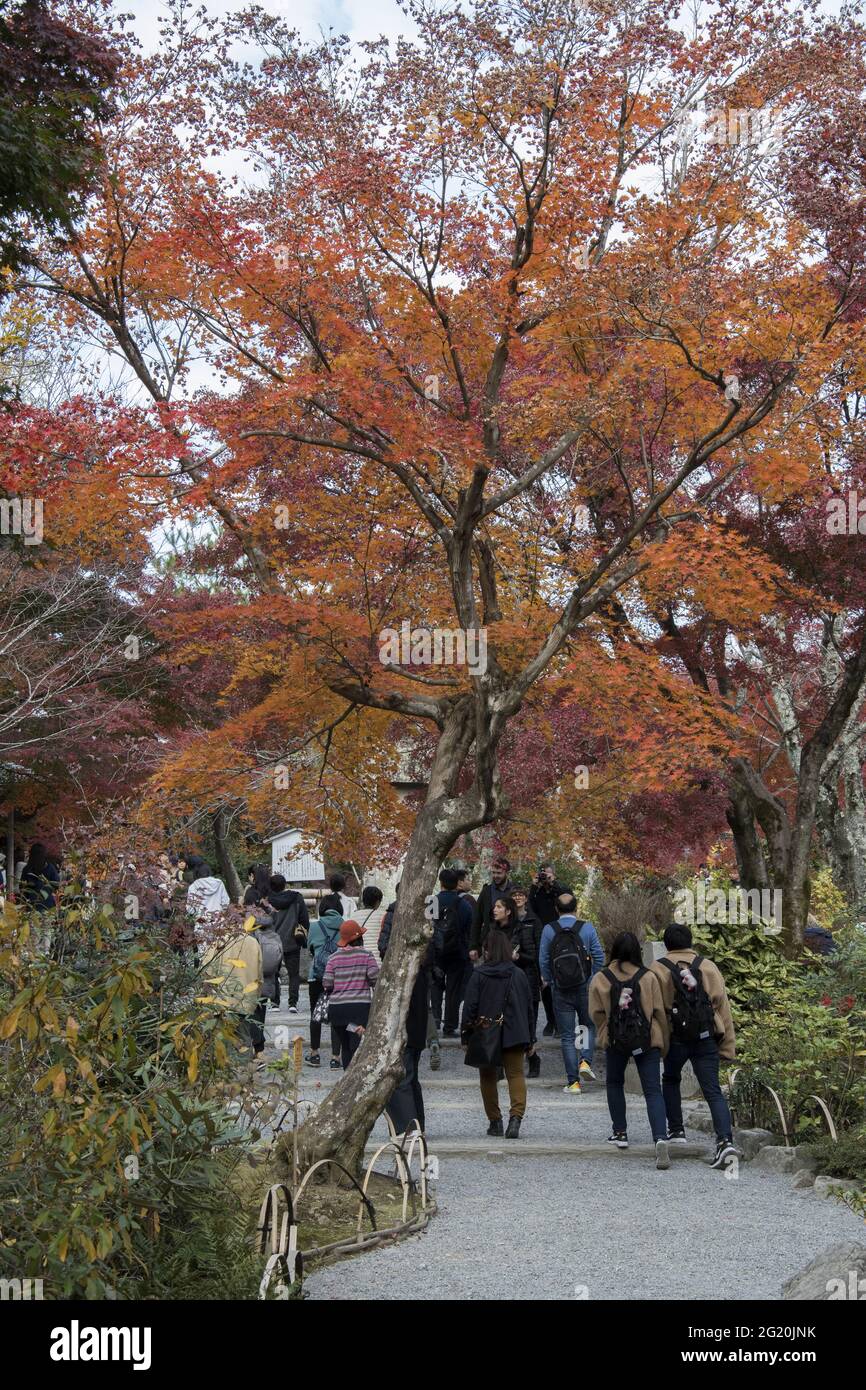 Tenryuji temple garden autumn leaves kyoto japan hi-res stock ...
