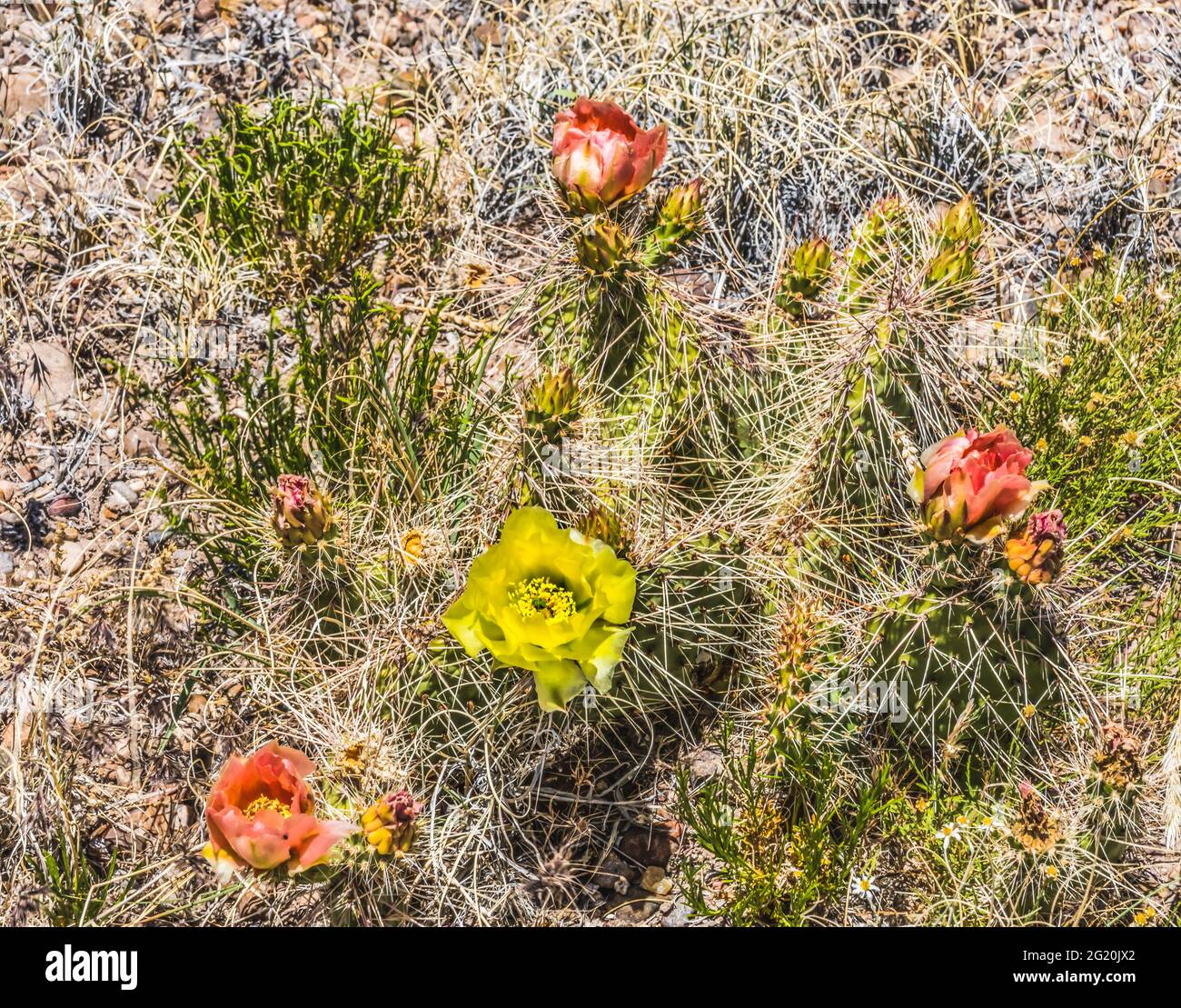 Opuntia polyacantha petrified forest hi-res stock photography and ...