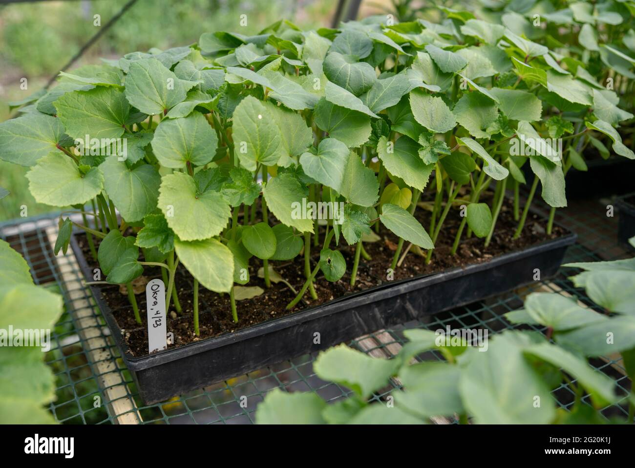 Okra seedlings in greenhouse starter trays with potting soil Stock ...