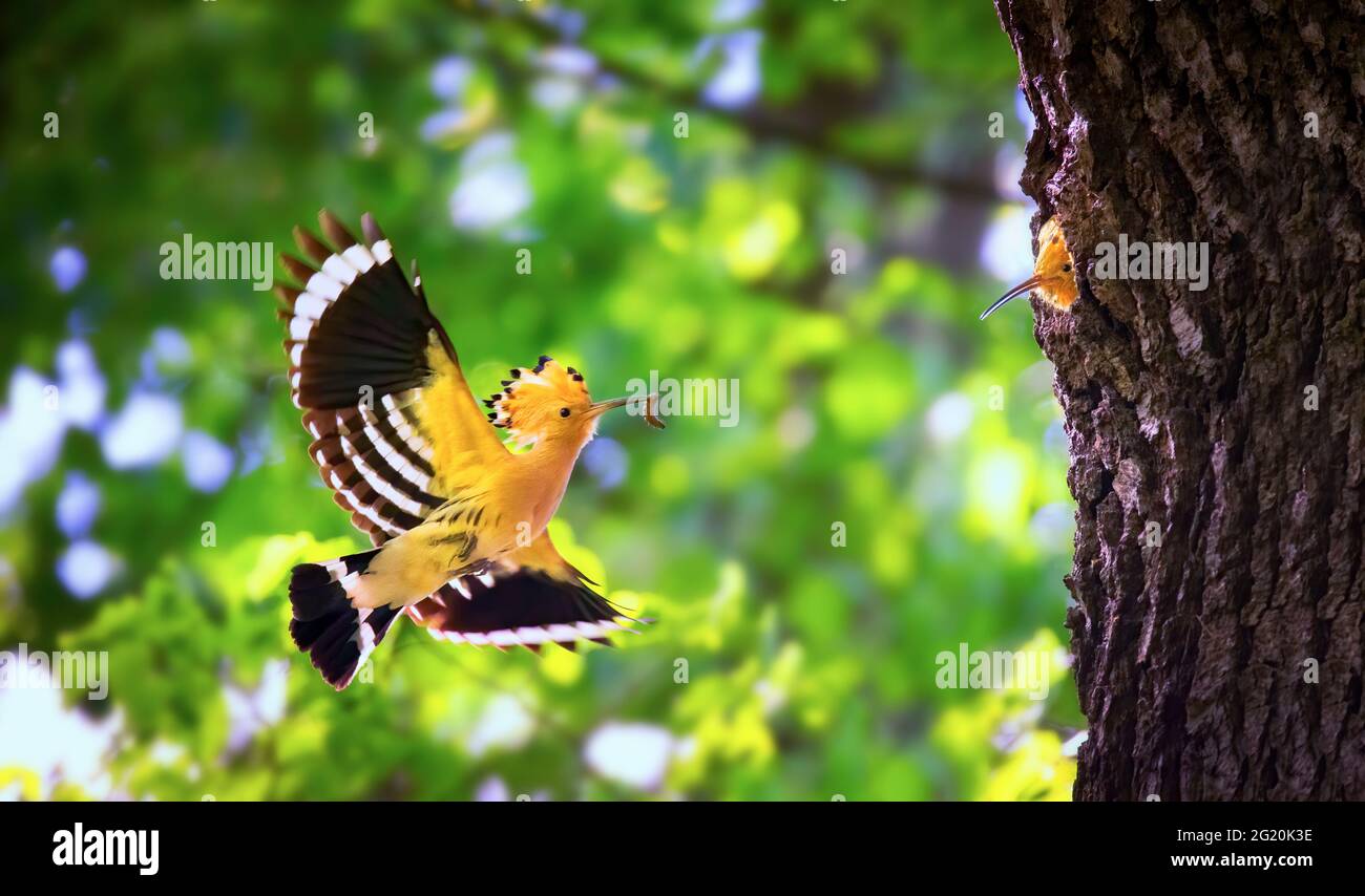 Hoopoe wallpaper hi-res stock photography and images - Alamy