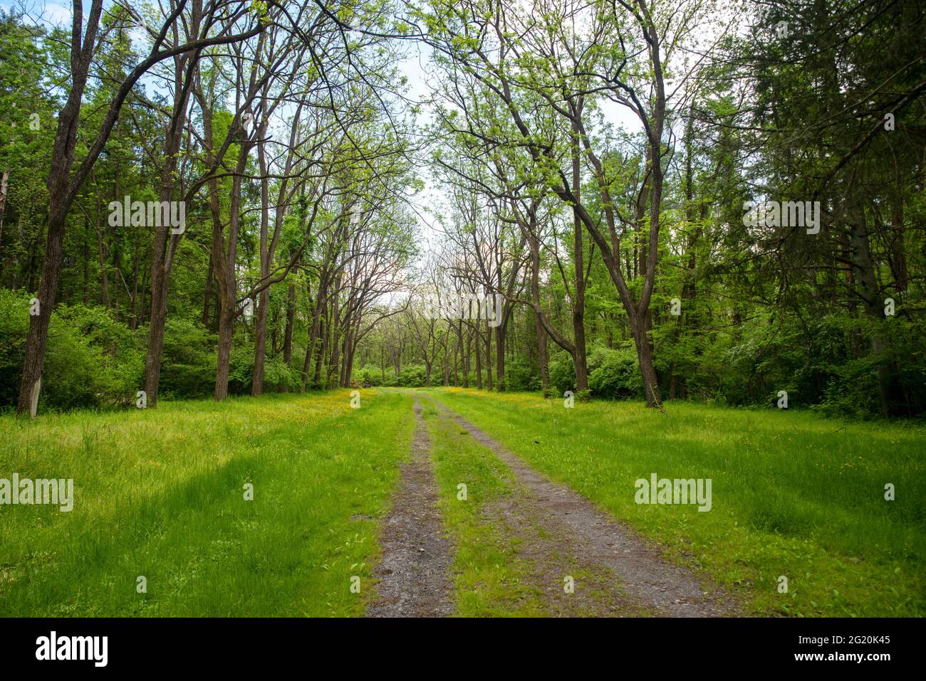Long dirt path through green grass and trees Stock Photo - Alamy