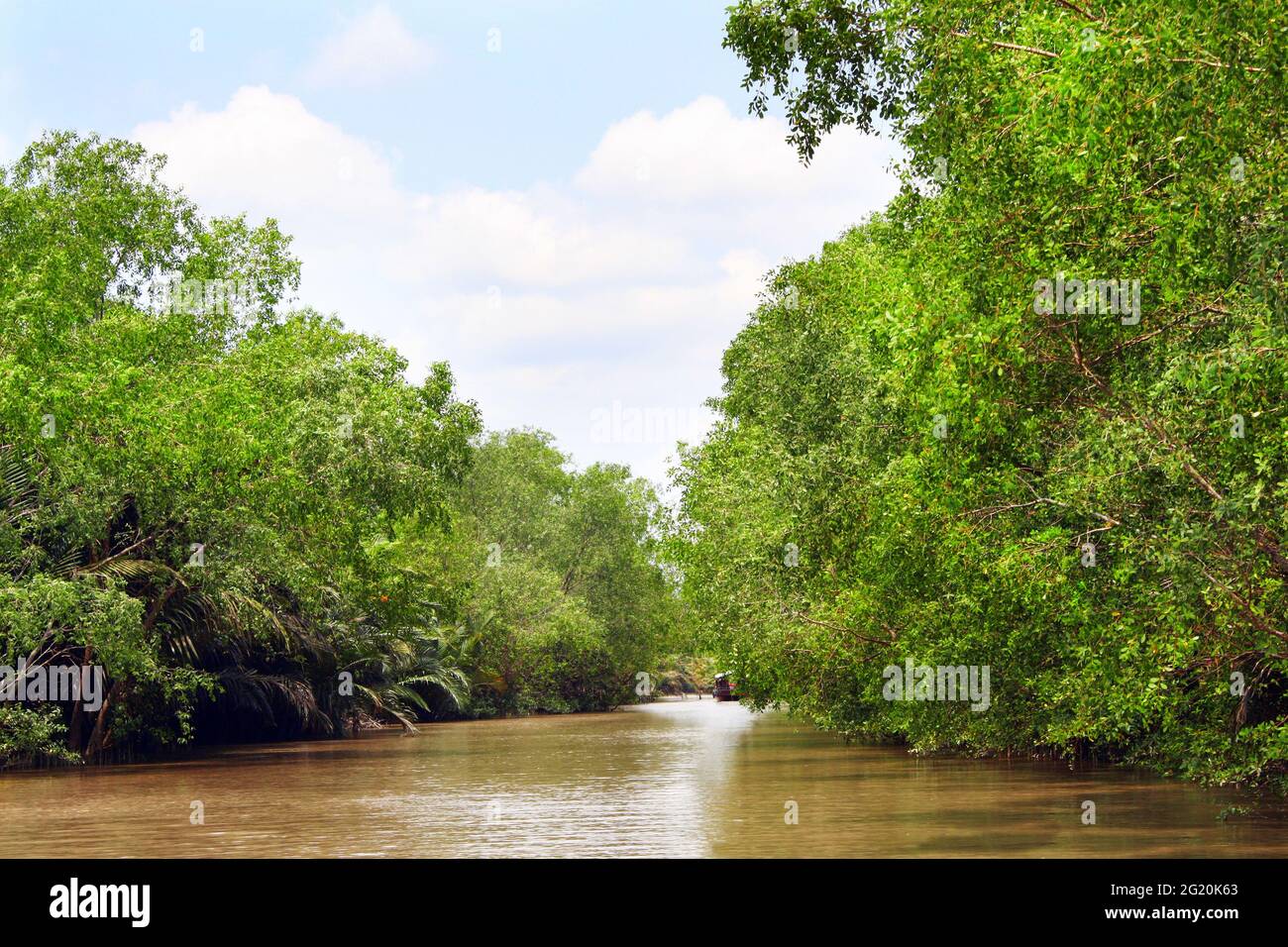 Mangrove trees and palm leaves in delta of Mekong river, Vietnam, Asia ...