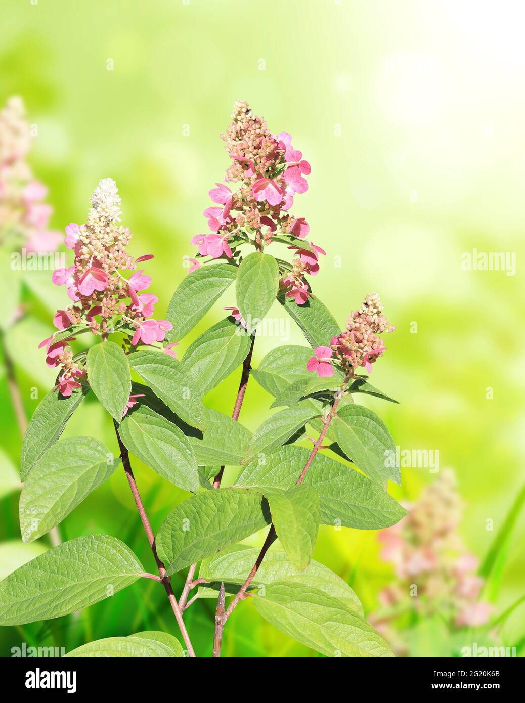 Sunny spring background with pink flower on flowerbed. Vertical summer ...