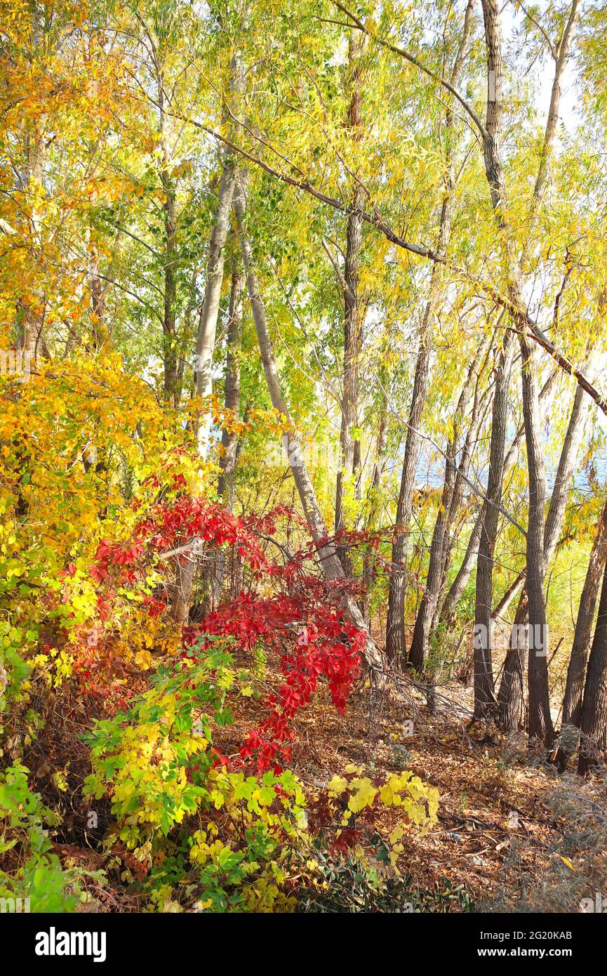 Calm fall season. Beautiful landscape of autumn forest. Leaves of ...
