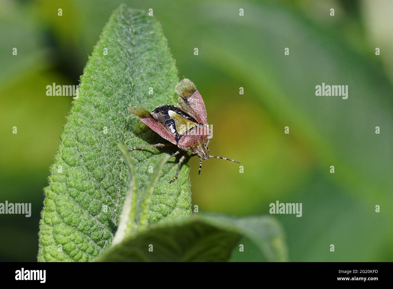 Sloe bug (Dolycoris baccarum) with open wings, family Pentatomidae on ...