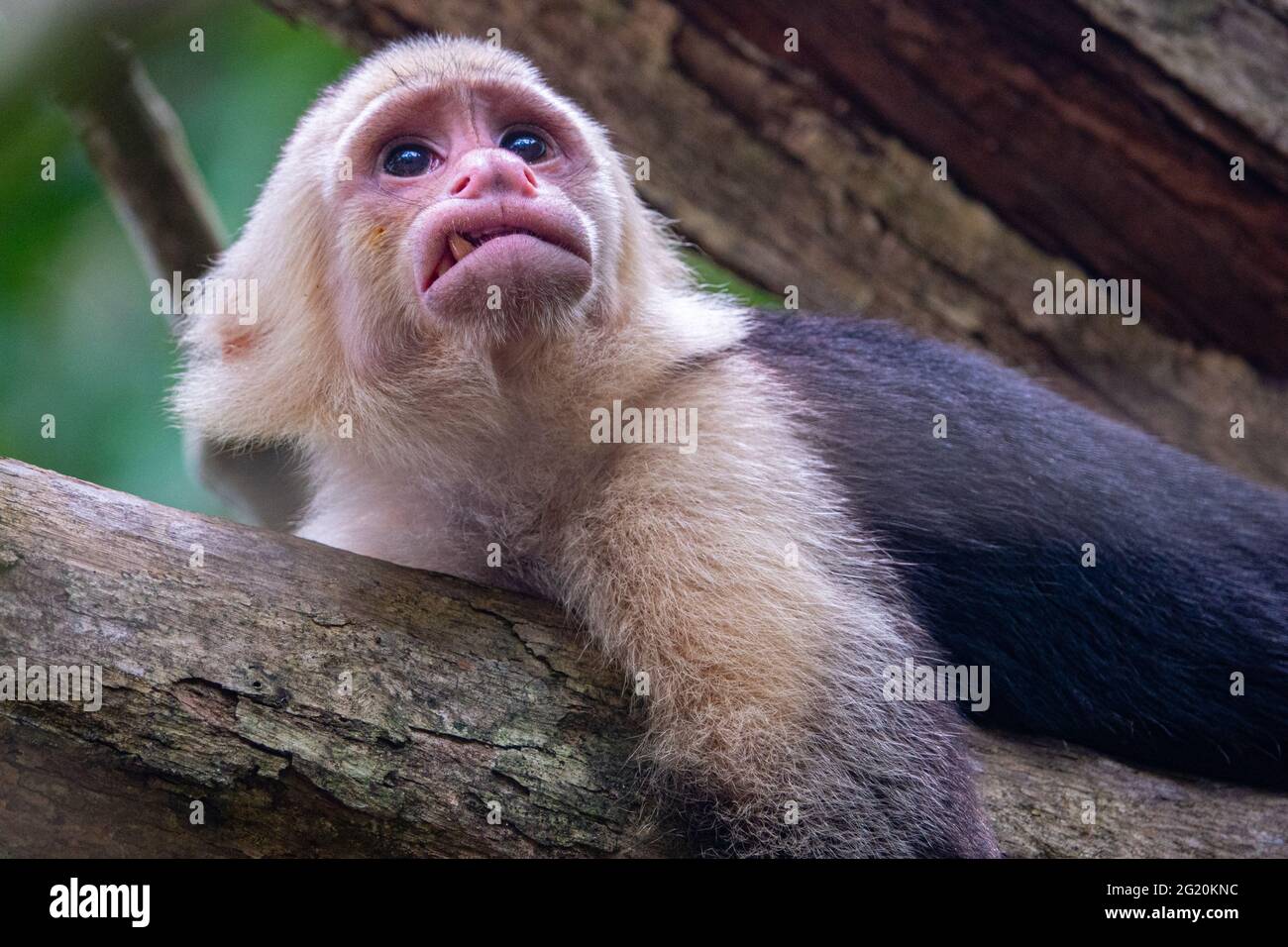 White faced monkey Stock Photo - Alamy
