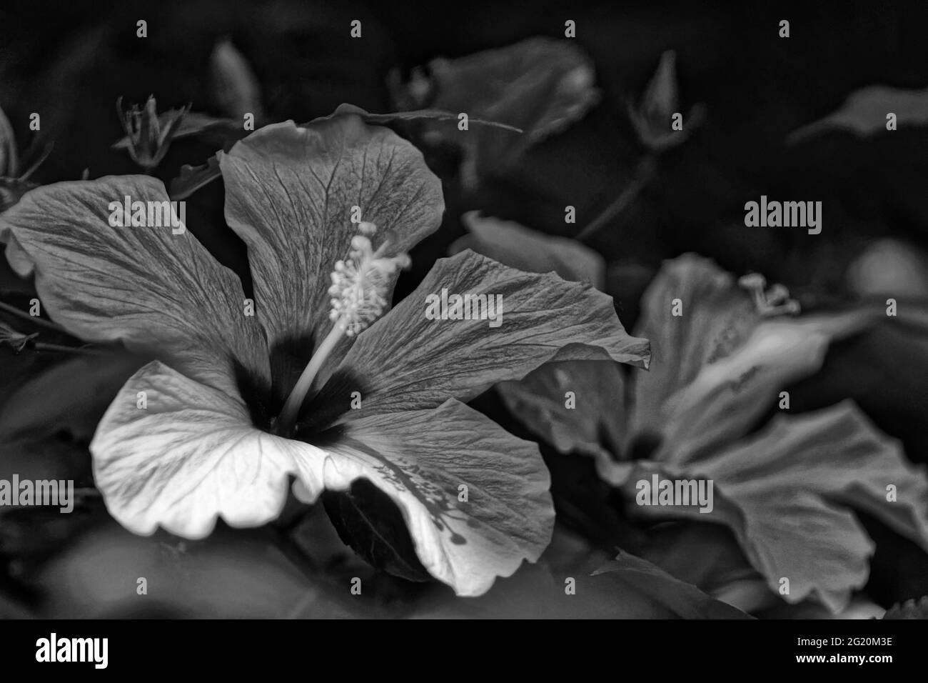 Hibiscus hibiscus rosa sinensis Black and White Stock Photos & Images ...