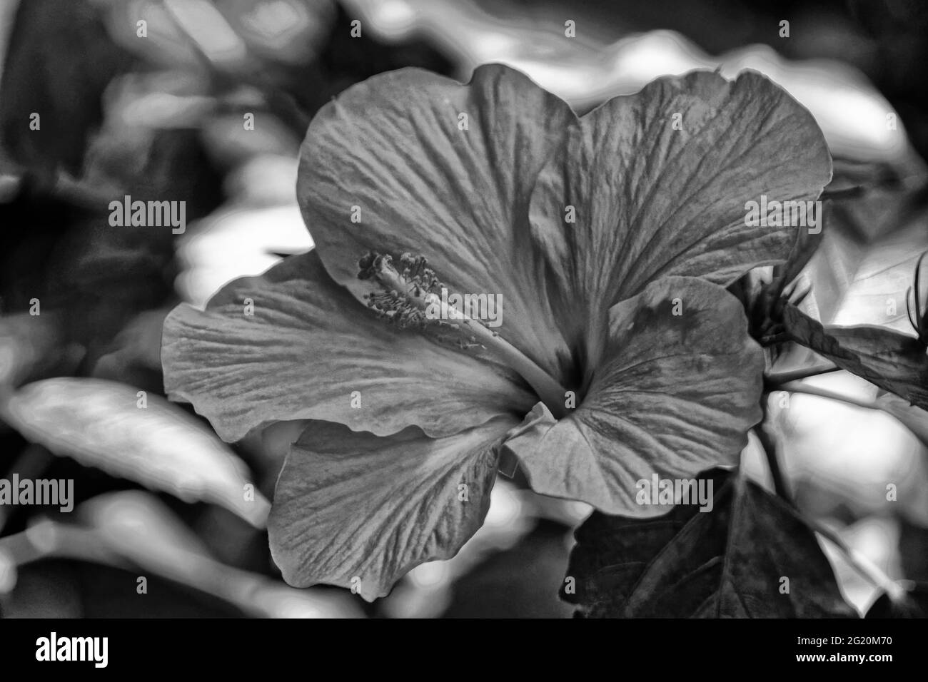 Hibiscus species Black and White Stock Photos & Images - Alamy
