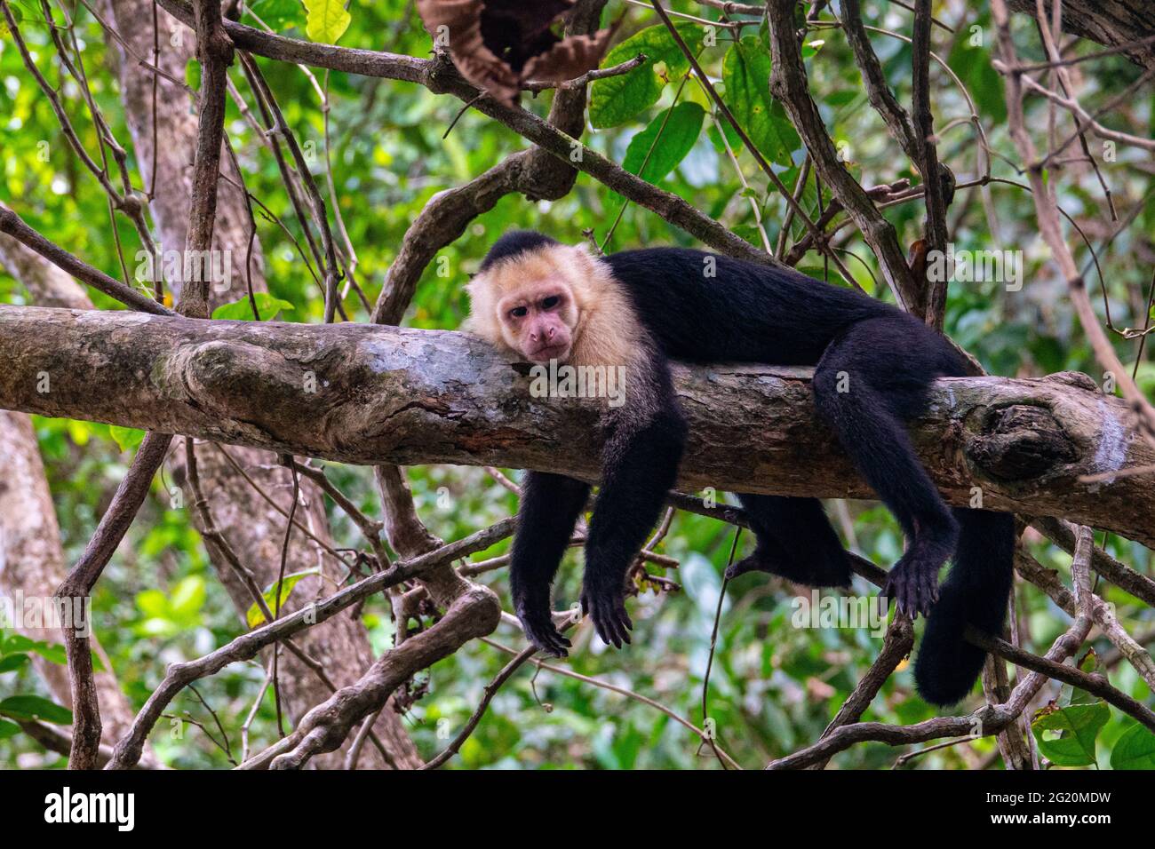 White faced monkey hi-res stock photography and images - Alamy