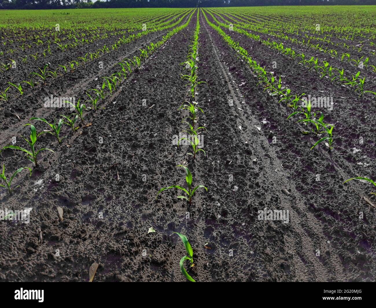 Corn growth development hi-res stock photography and images - Alamy