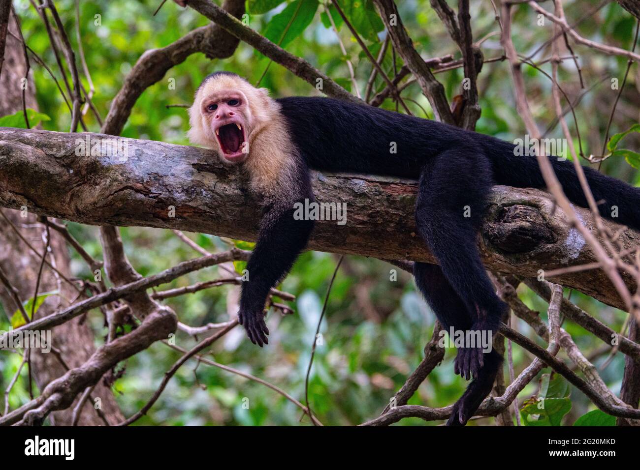 Angry faced monkey hi-res stock photography and images - Alamy