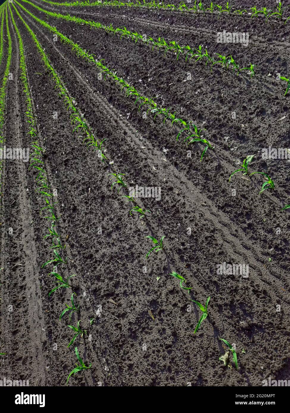 Corn growth development hi-res stock photography and images - Alamy