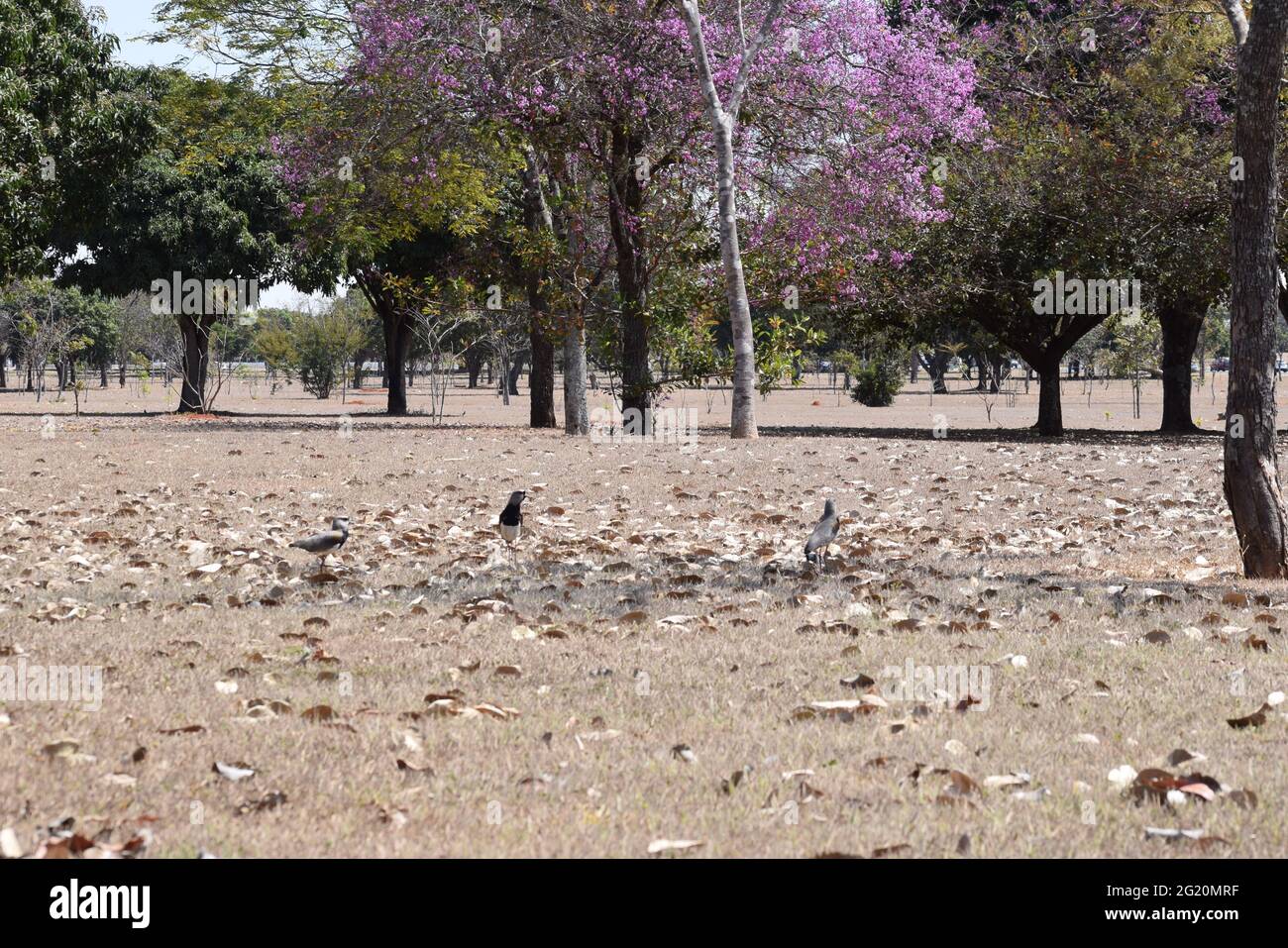 Paisagem do cerrado hi-res stock photography and images - Alamy