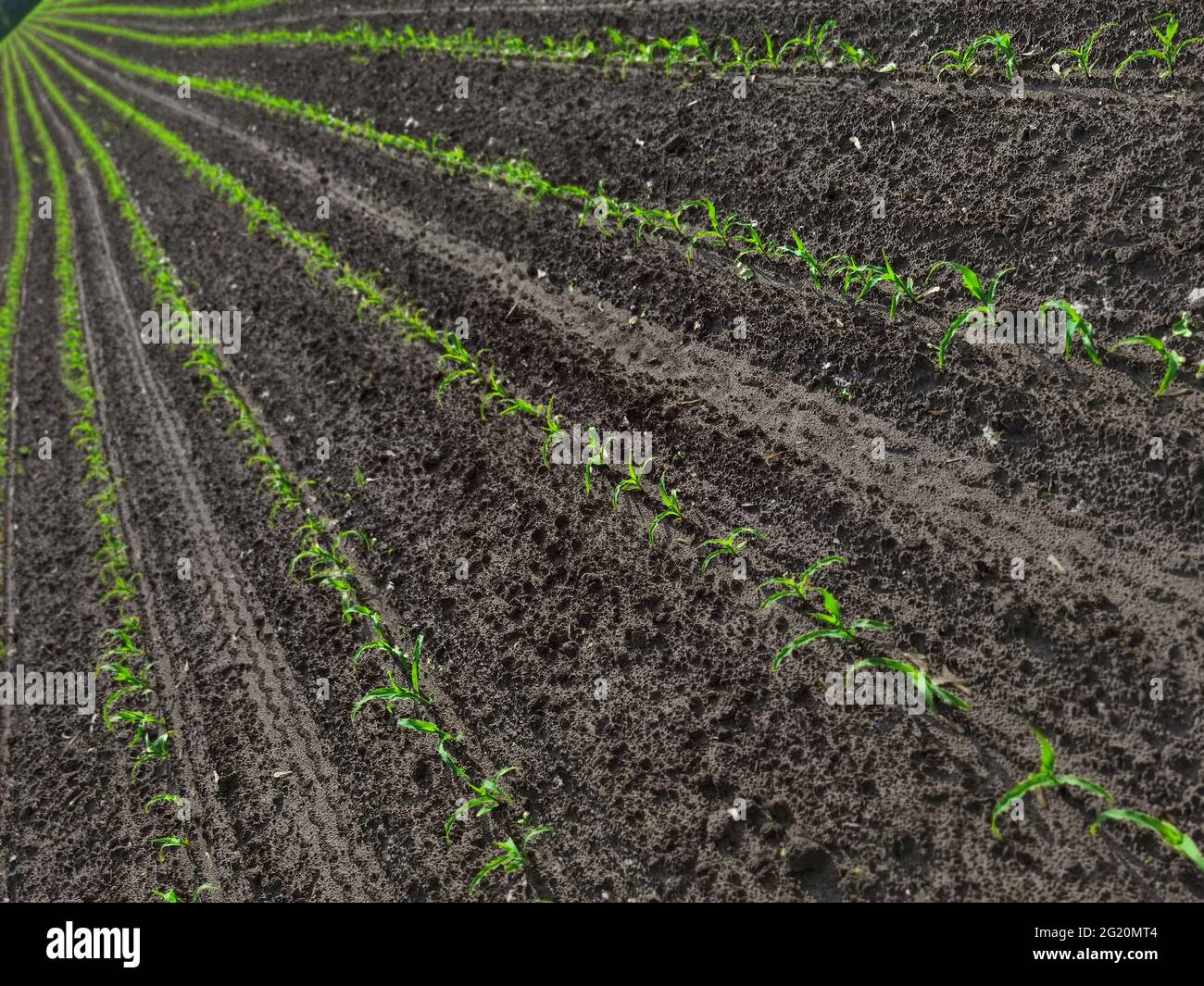 The growth and development of corn plants Stock Photo - Alamy