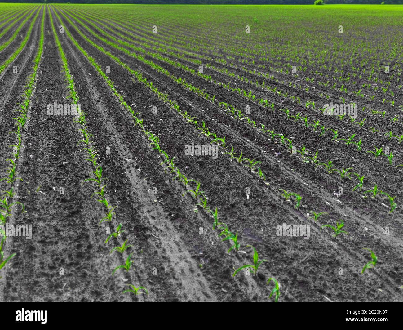 Corn growth development hi-res stock photography and images - Alamy