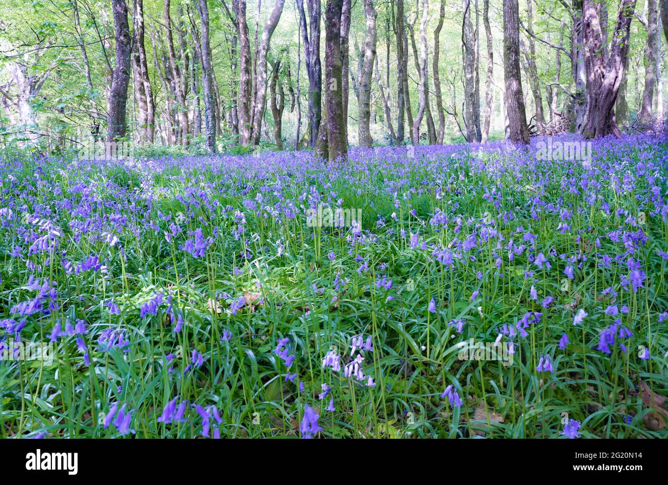 Bluebells in a wood in North Wales UK Stock Photo - Alamy