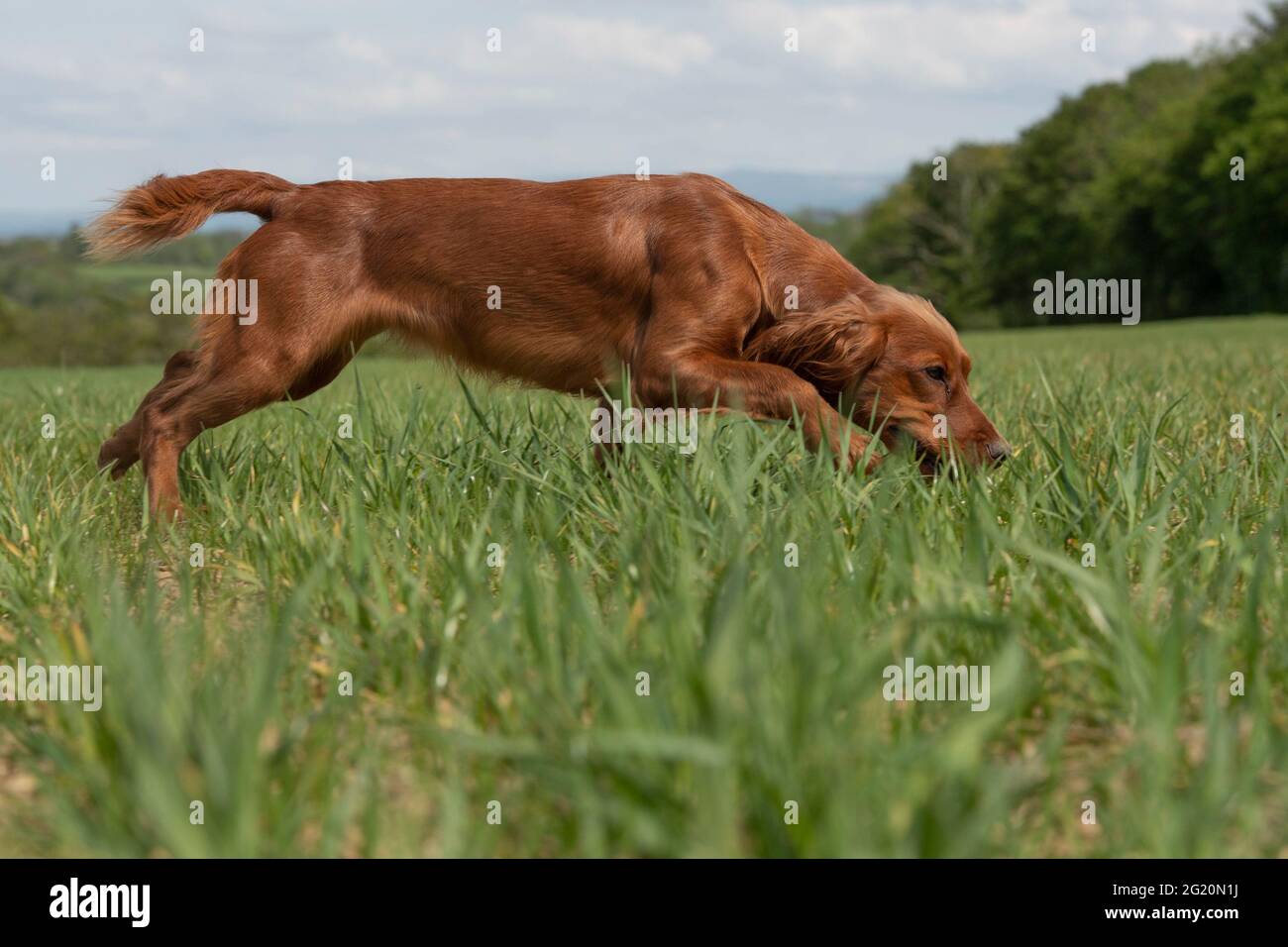 working cocker spaniel dog hunting for game birds Stock Photo - Alamy