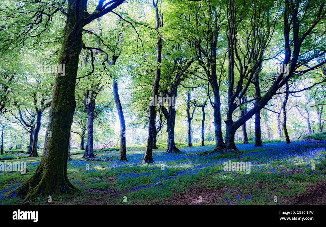 Bluebells in a wood in North Wales UK Stock Photo - Alamy