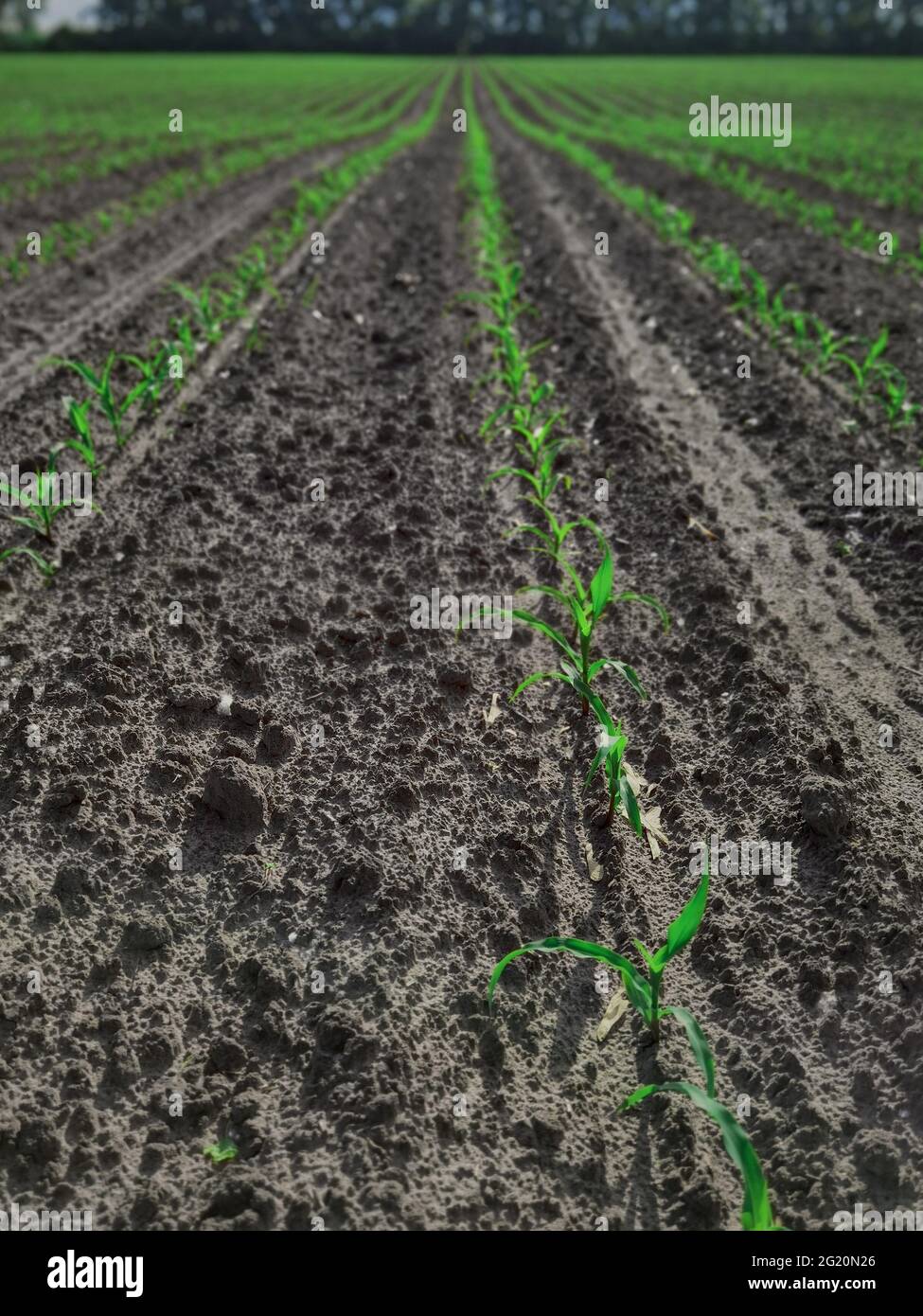 The growth and development of corn plants Stock Photo - Alamy