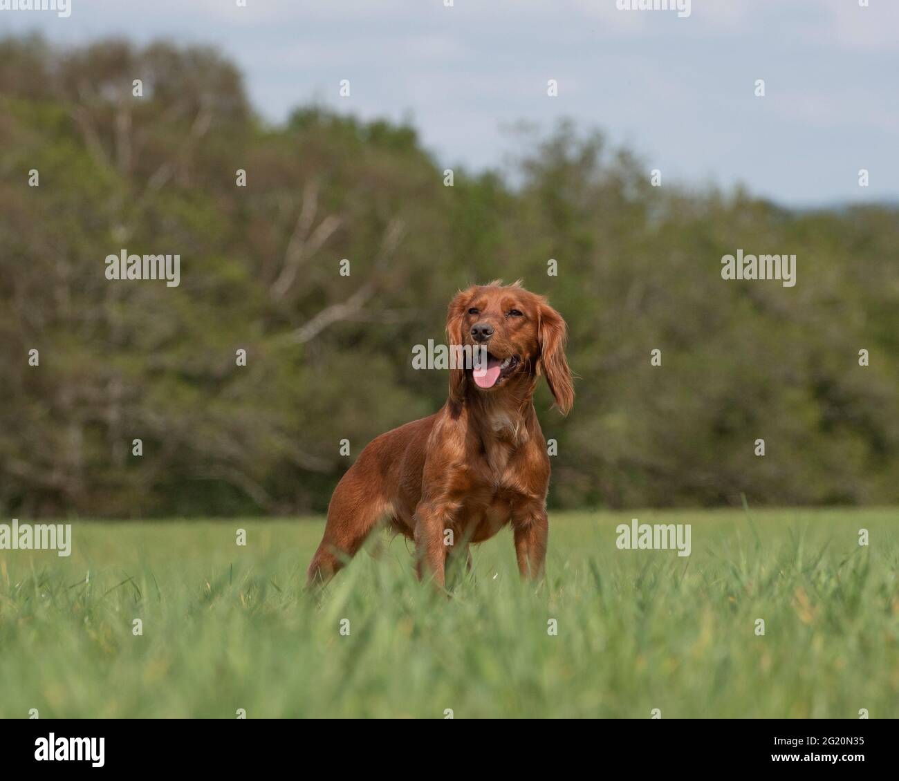 working cocker spaniel dog Stock Photo - Alamy