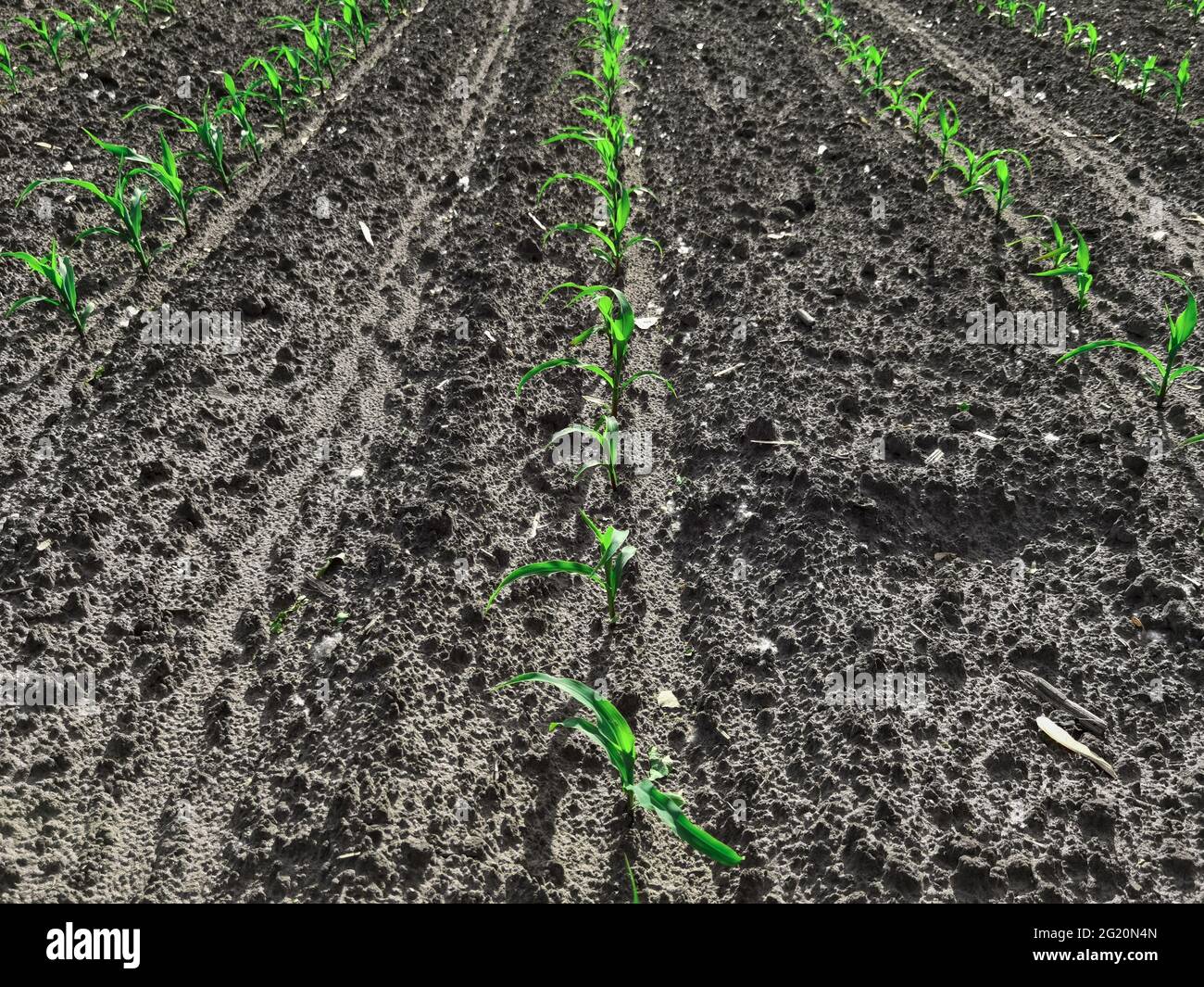 Seedling corn in season rains hi-res stock photography and images - Alamy