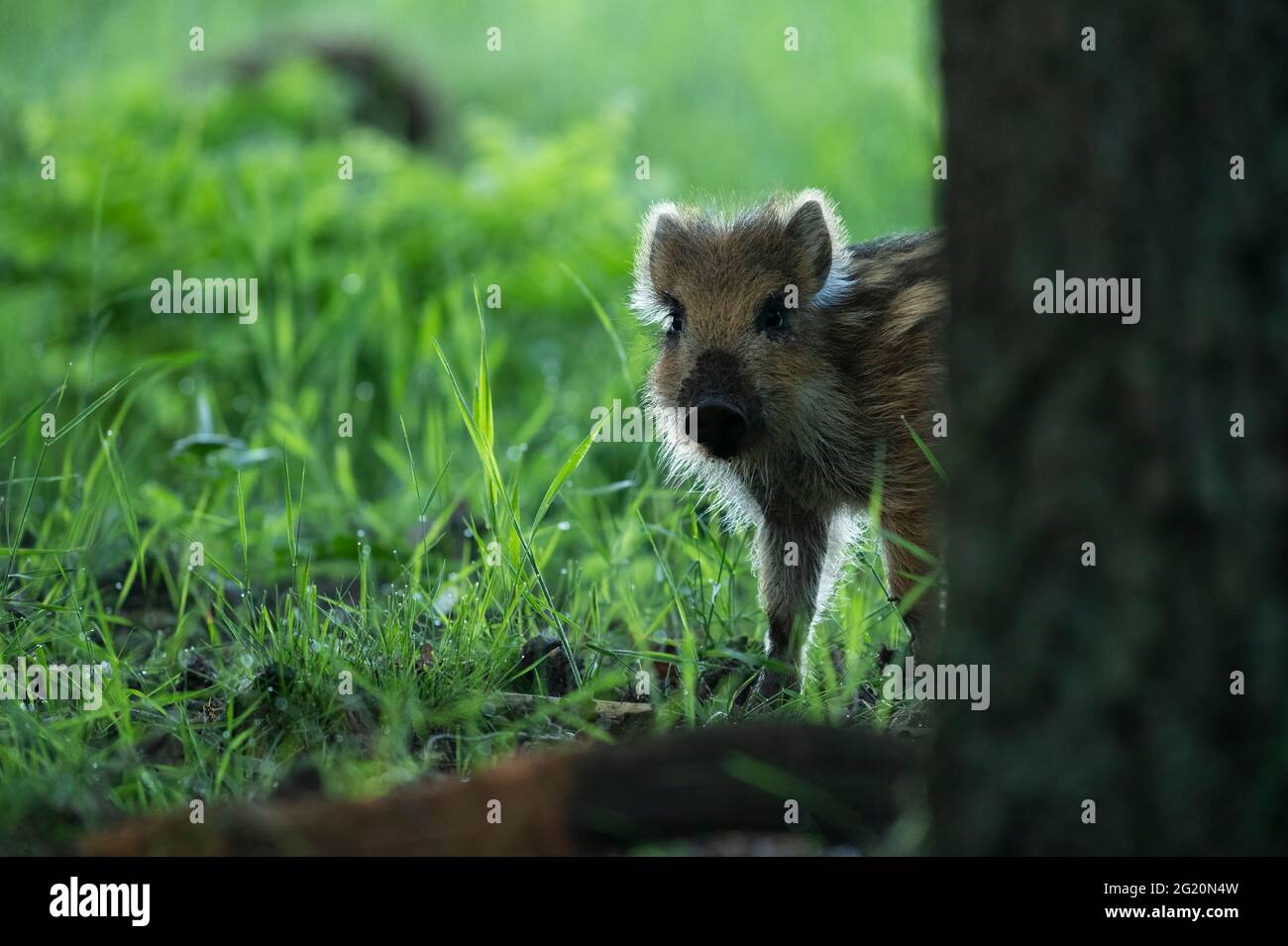 A wild boar piglet half behind a tree trunk with backlit furry striped ...