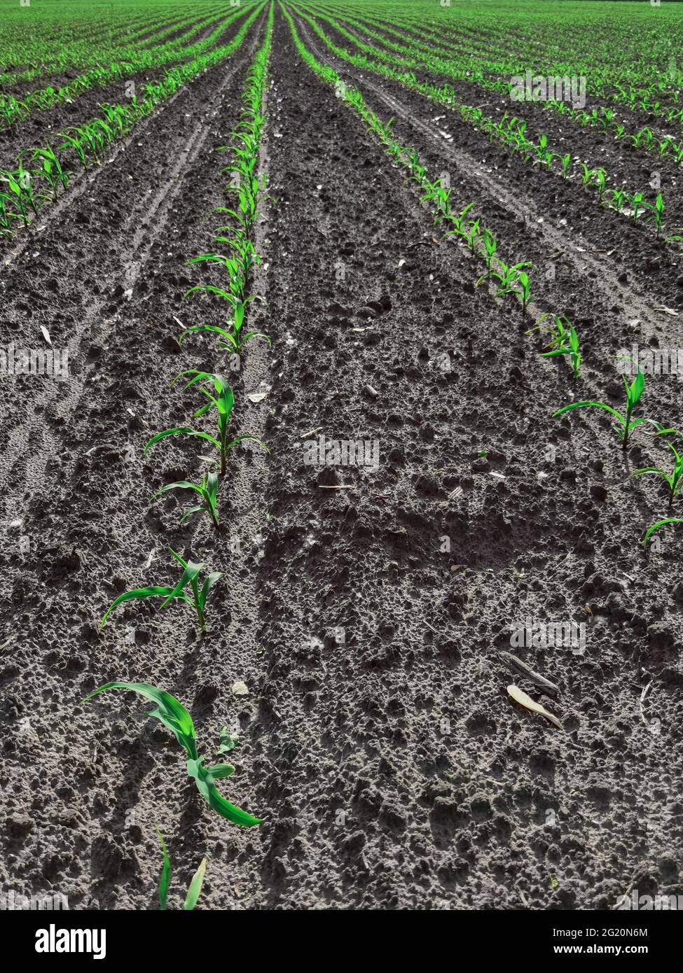 Corn growth development hi-res stock photography and images - Alamy