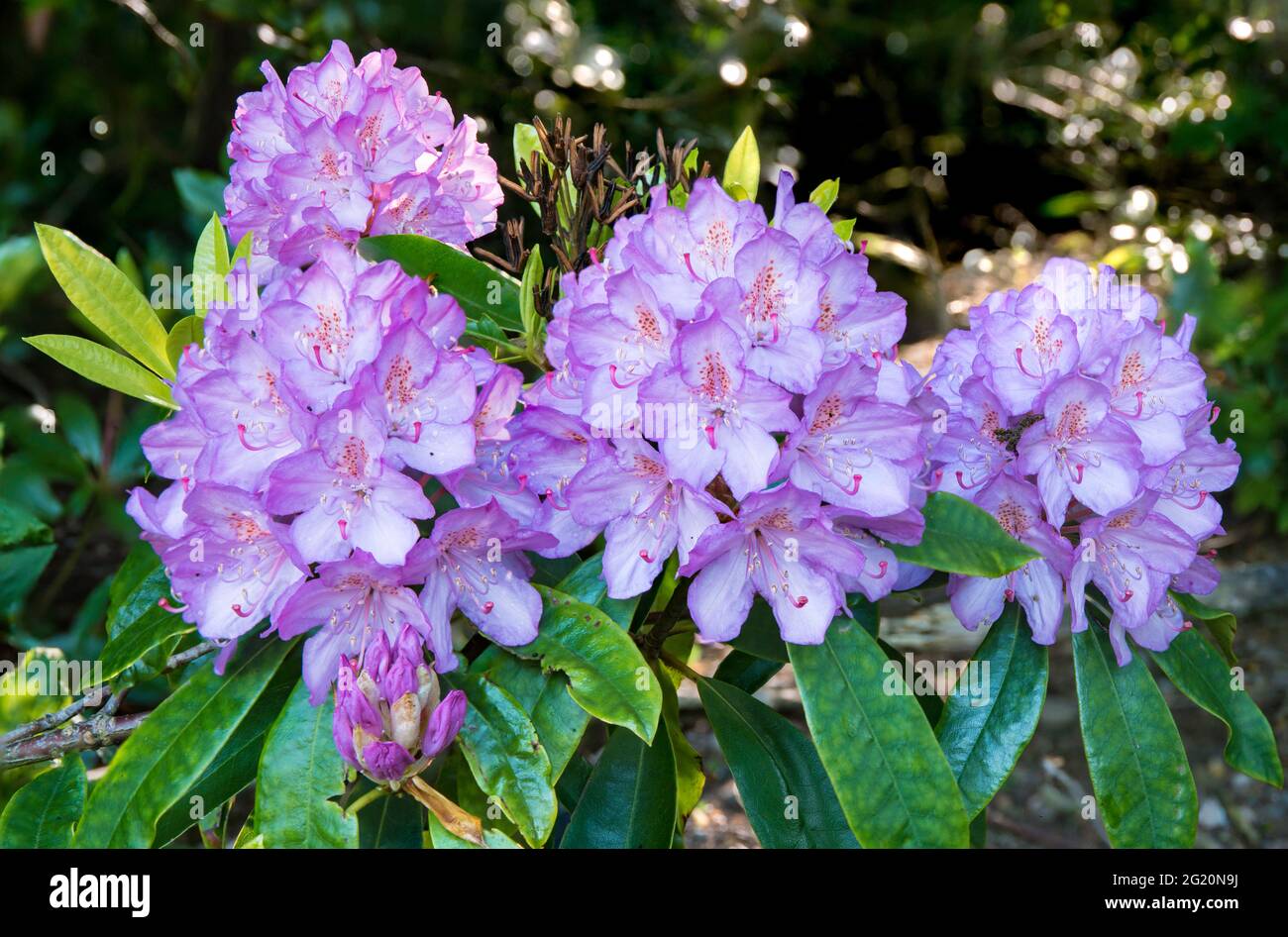 Purple Rhododendron flowers backlit by the sun Stock Photo - Alamy