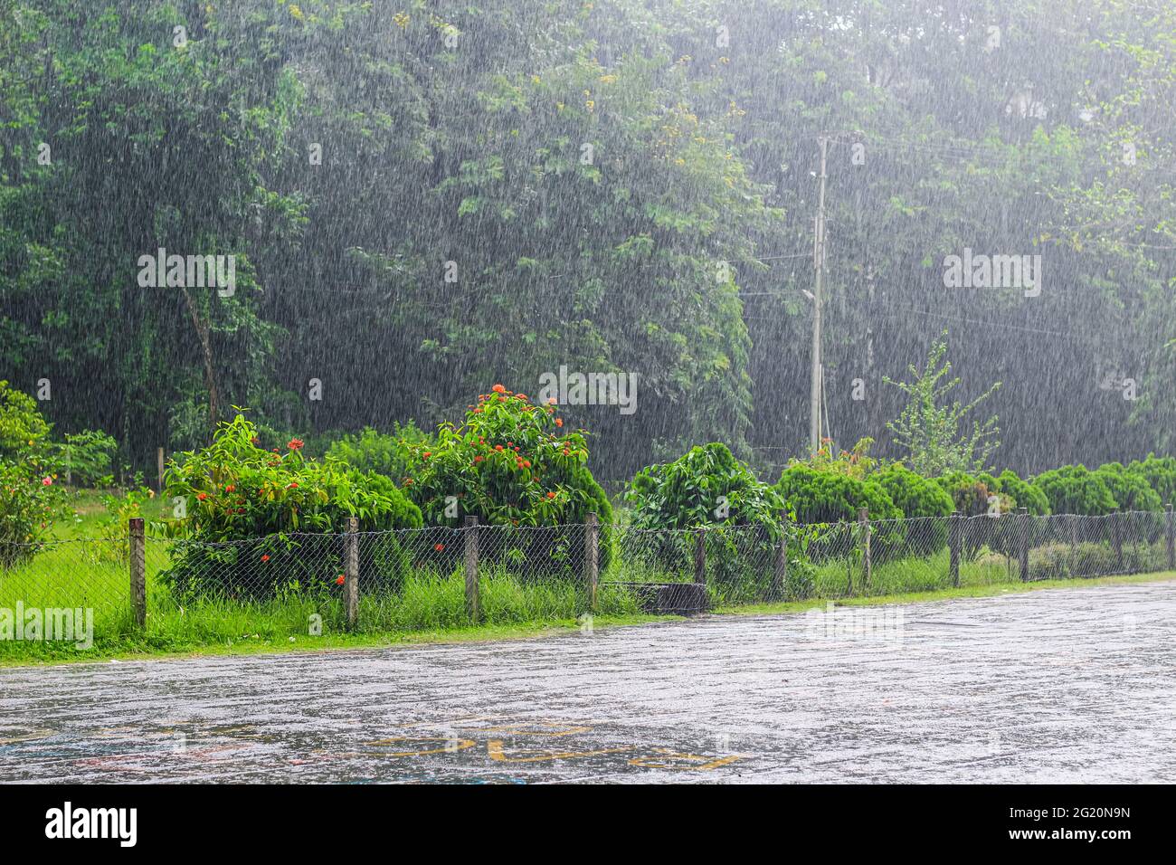 Beautiful heavy summer rain. Forest scene with green trees and rain ...