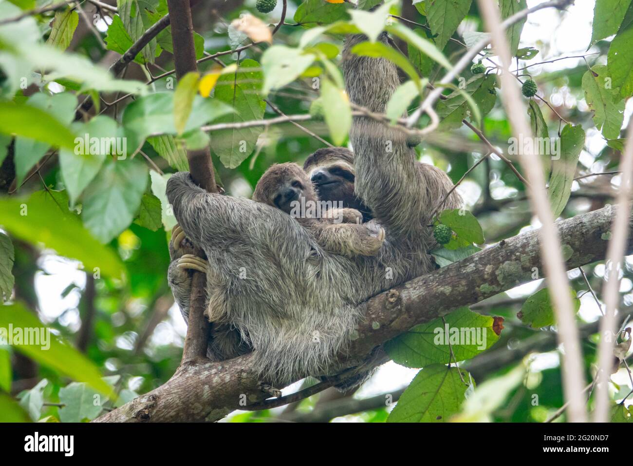 Mother sloth with her baby hi-res stock photography and images - Alamy