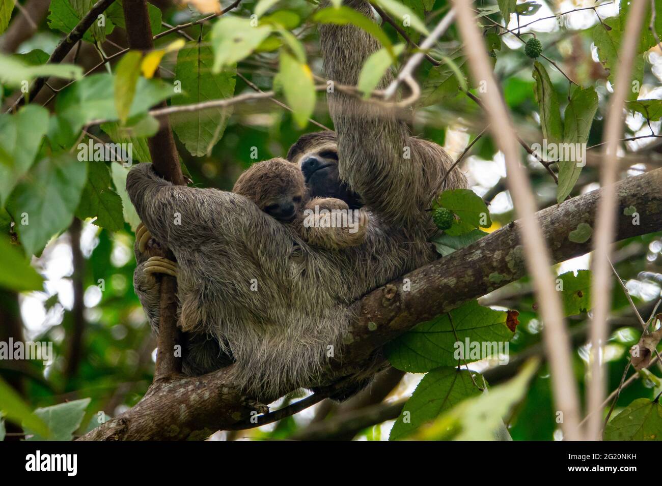 Baby by a tree hi-res stock photography and images - Alamy