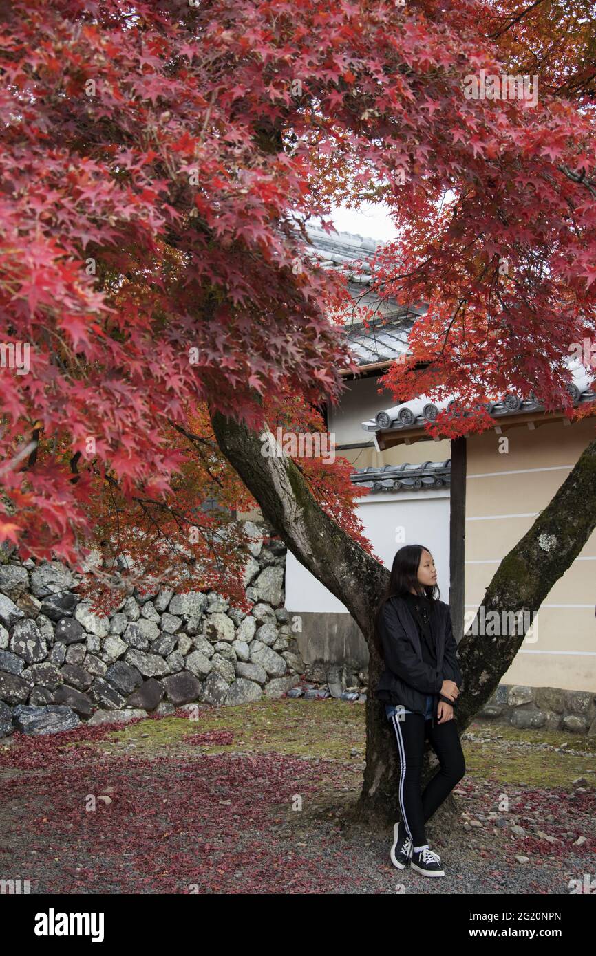 Tenryuji temple garden autumn leaves kyoto japan hi-res stock ...