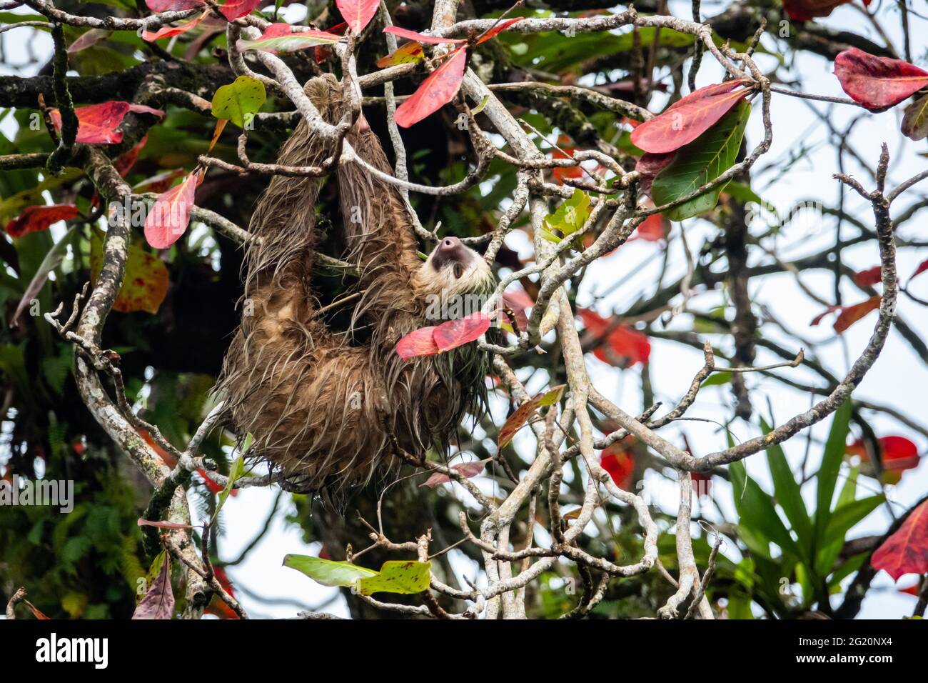 Big sloth tree hi-res stock photography and images - Alamy
