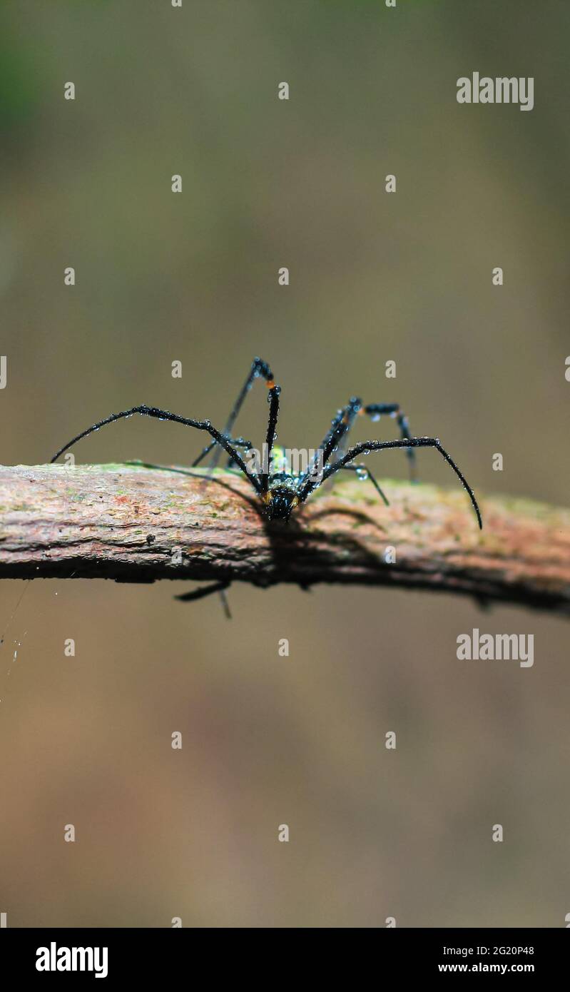 Spider sitting on the tree branch. Dewdrops on spider closeup with ...