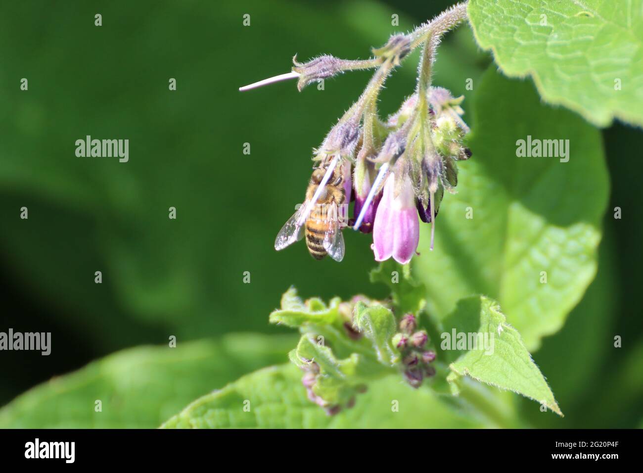 Closeup shot of a bee pollinating purple Symphytum flowers Stock Photo ...