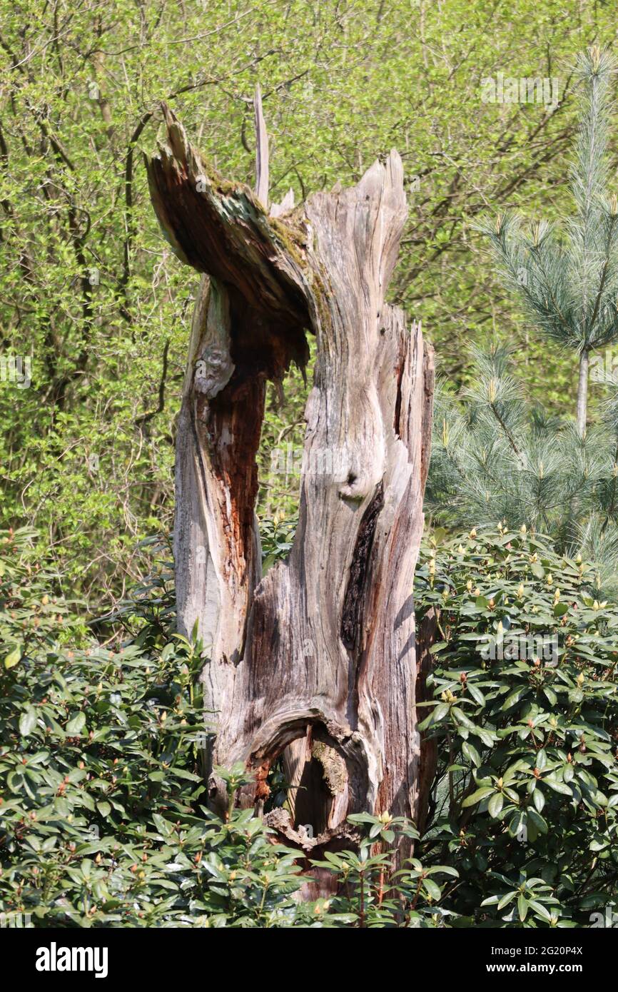 Closeup shot of structured broken wood in a field Stock Photo - Alamy