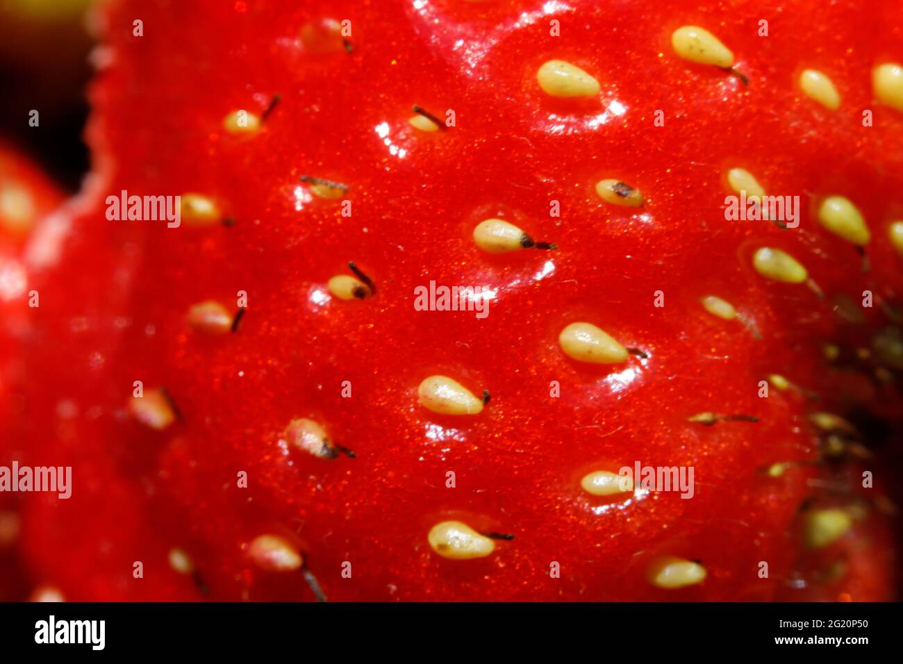 Industrial cultivation of strawberry plant. Ripe red fruits strawberry ...