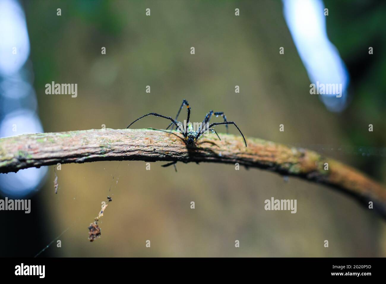 Spider sitting on the tree branch. Dewdrops on spider closeup with ...
