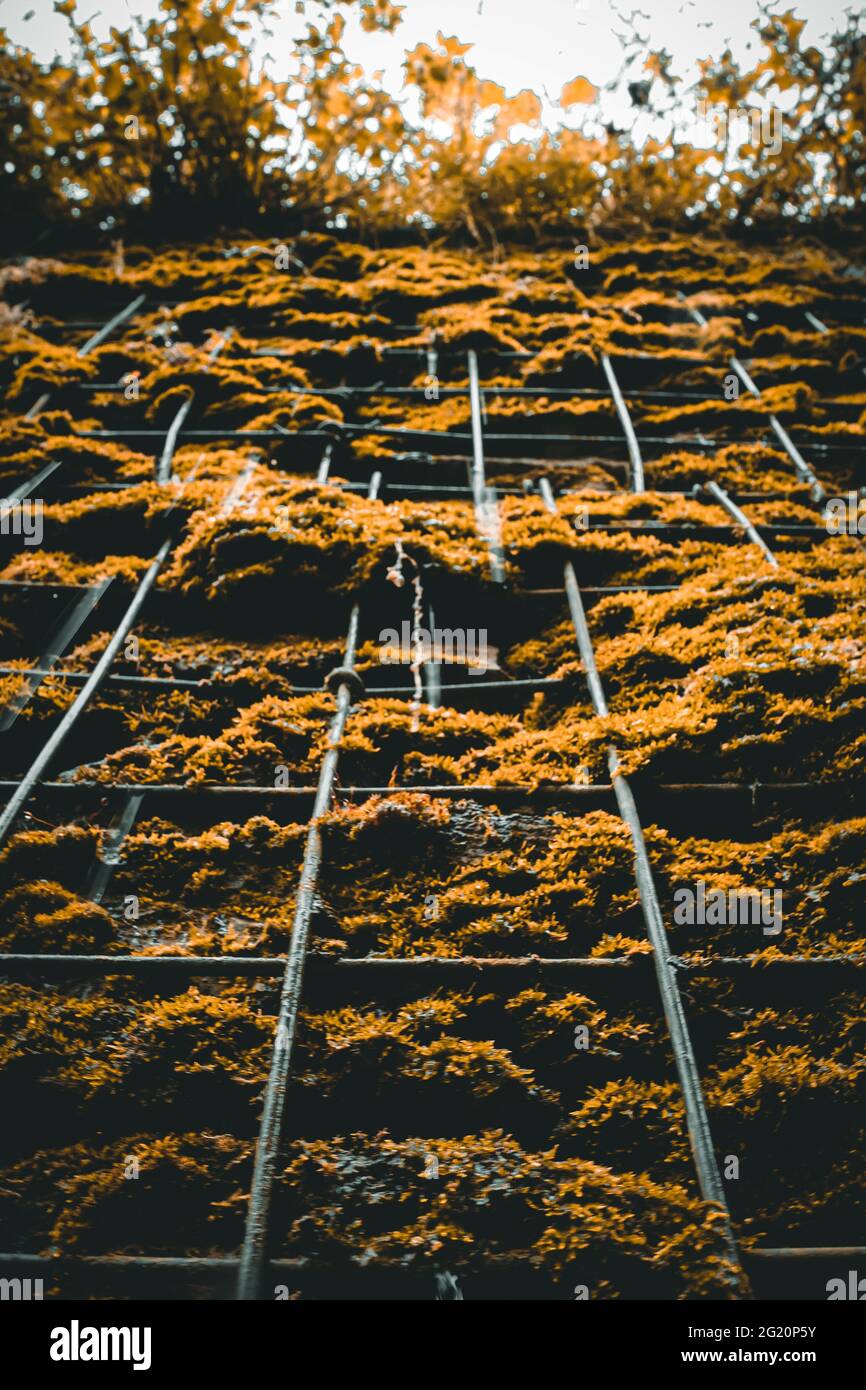 Vertical shot of trees in the forest in autumn under the sunlight Stock ...