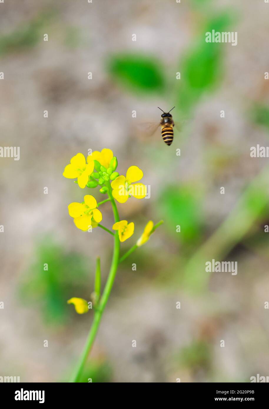 Bee having honey on mustard flower. Beautiful mustard flower with green ...