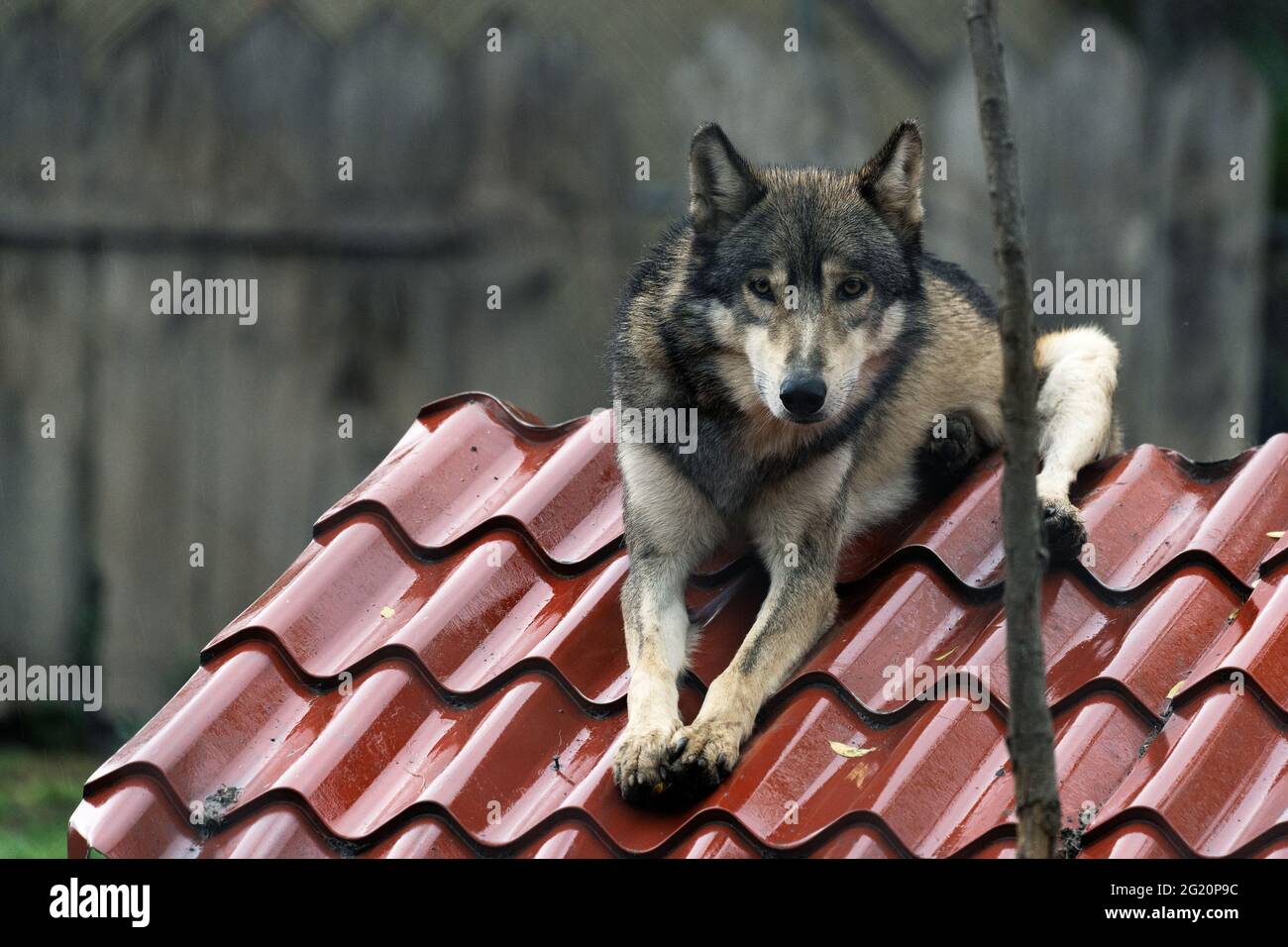 House of the wolf hi-res stock photography and images - Alamy