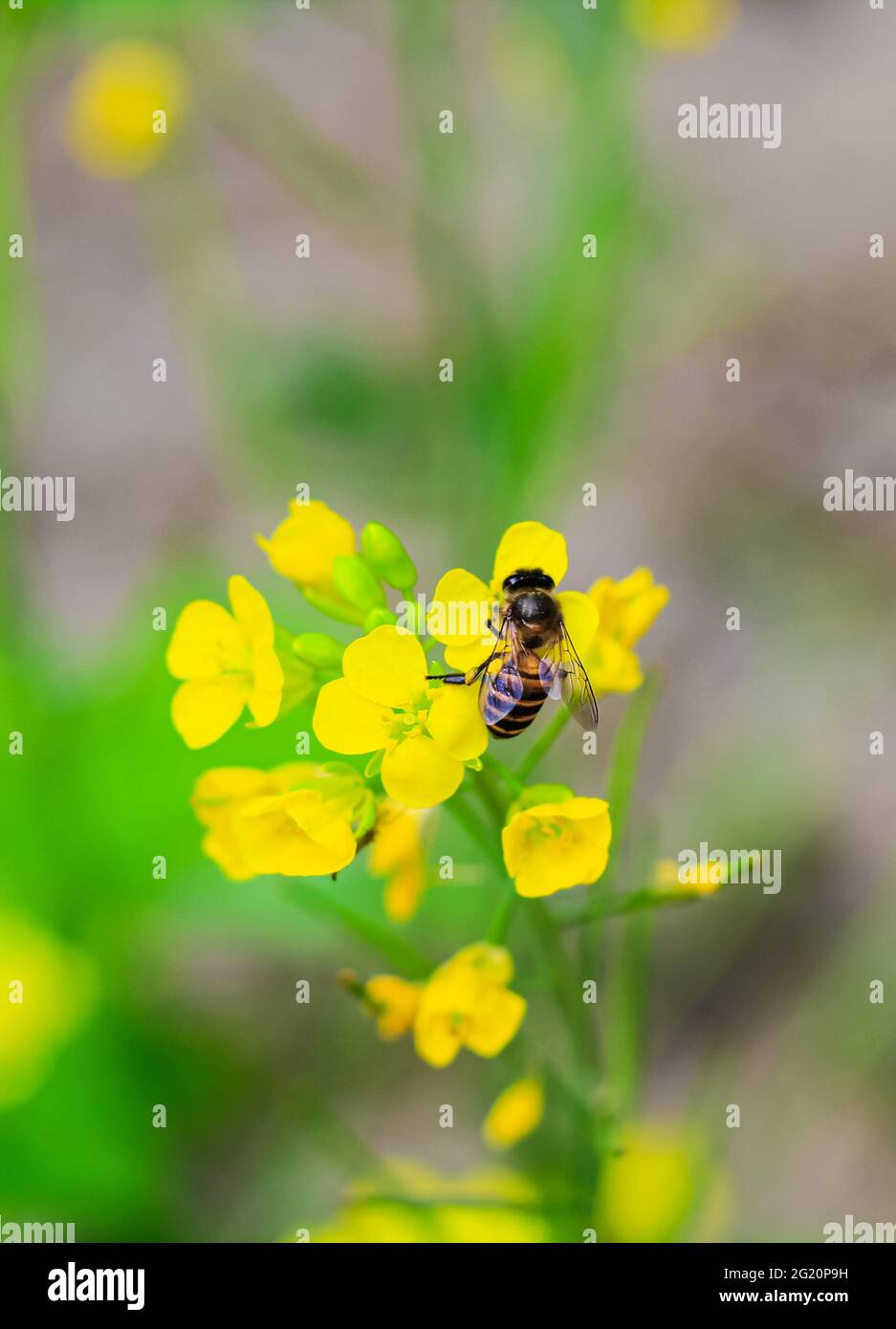 Bee having honey on mustard flower. Beautiful mustard flower with green ...