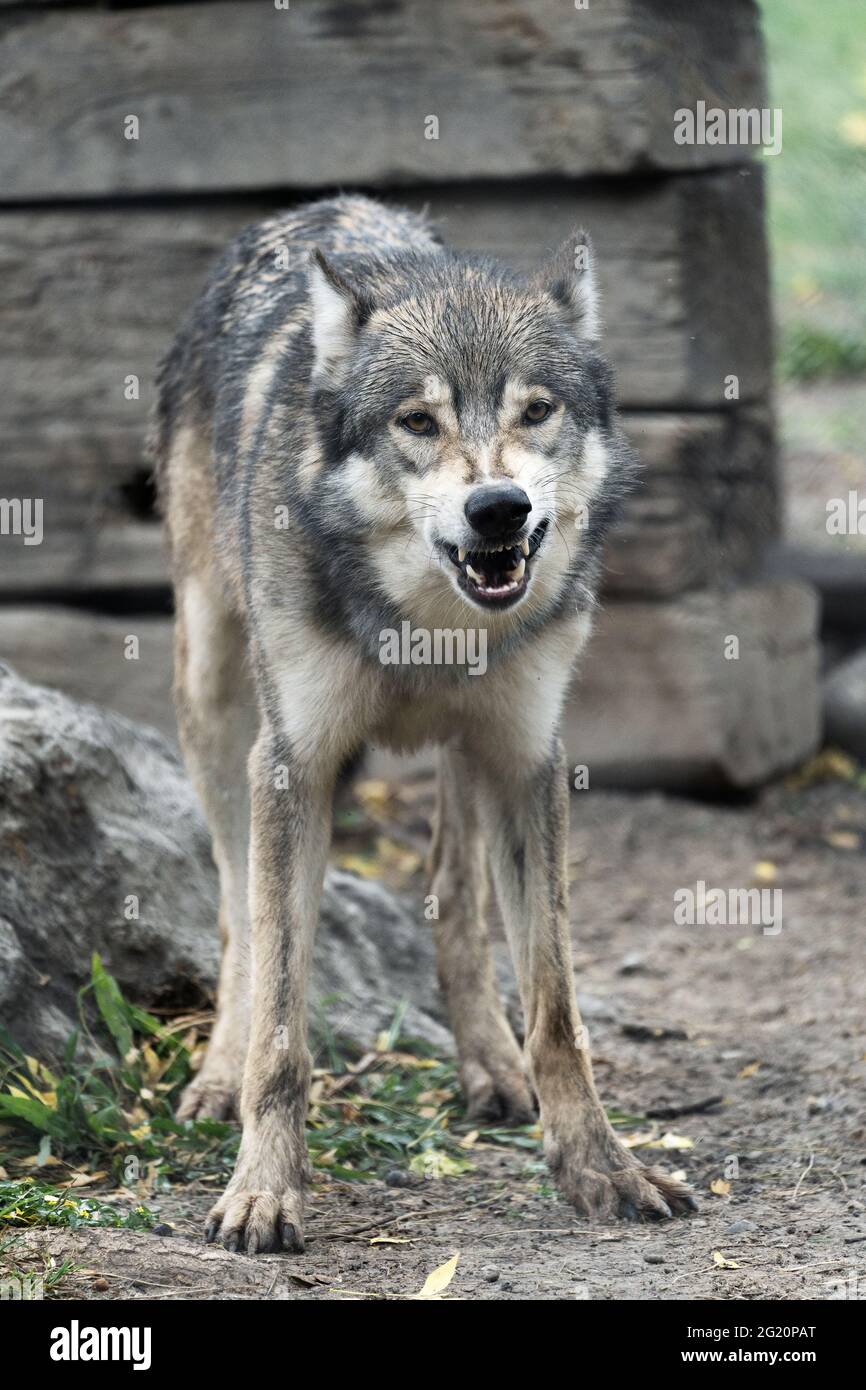 Wold face hi-res stock photography and images - Alamy