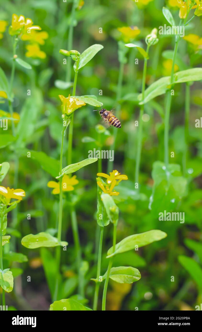 Bee having honey on mustard flower. Beautiful mustard flower with green ...